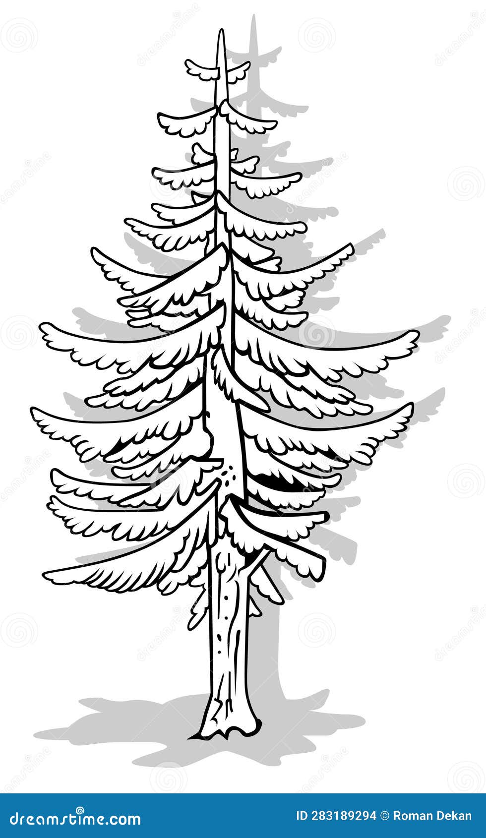 Drawing of a Tall Coniferous Tree Stock Vector - Illustration of ...