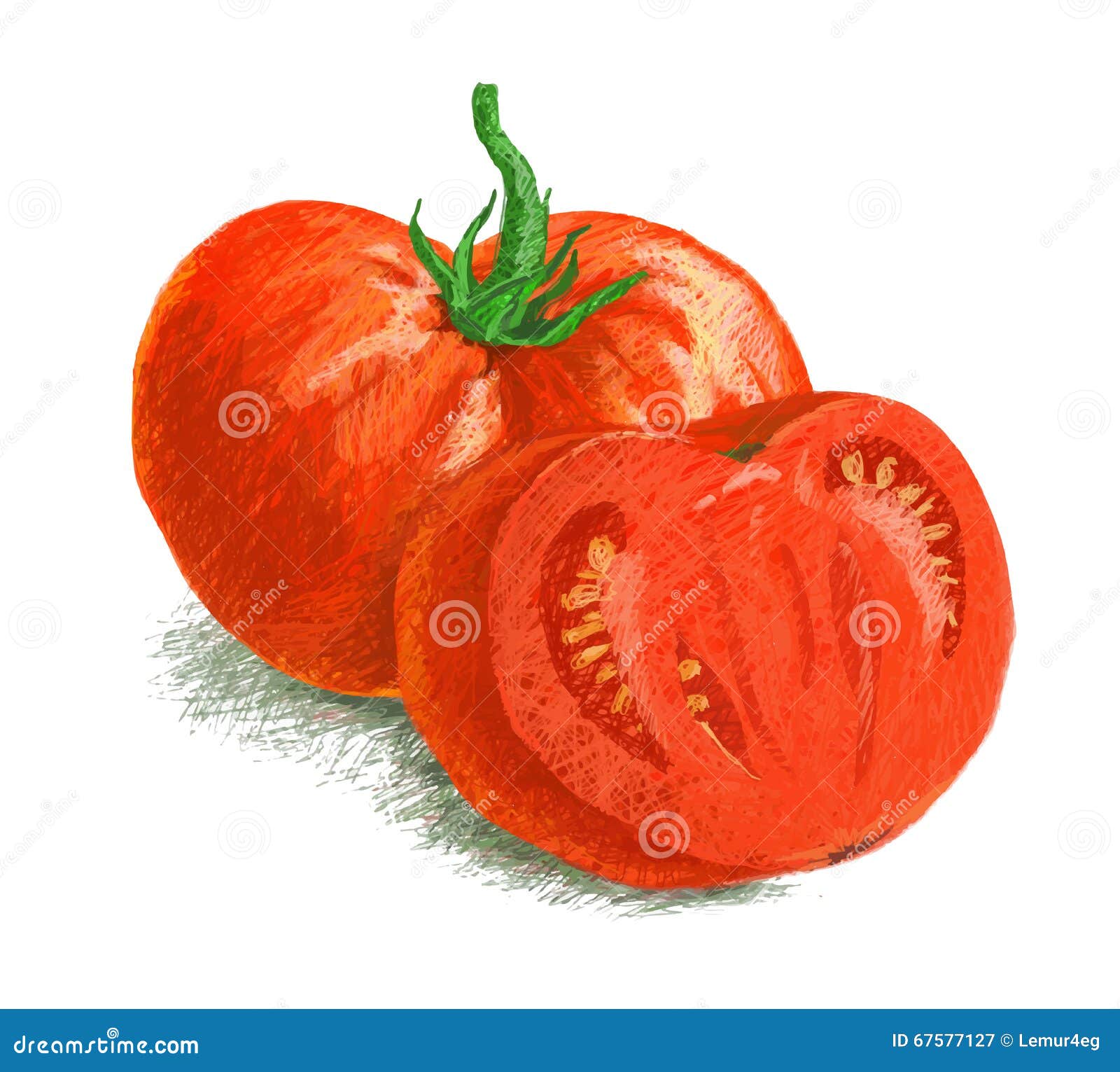 Sliced Tomatoes Drawing