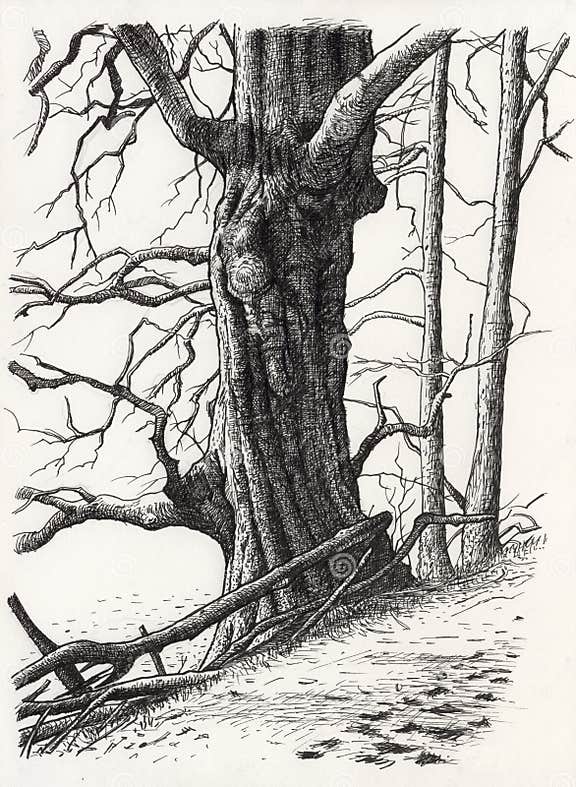 A drawing of a tree stock illustration. Illustration of hatching - 11528150