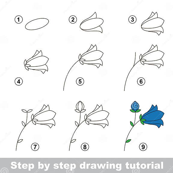 Drawing Tutorial. How To Draw a Campanula Stock Vector - Illustration ...
