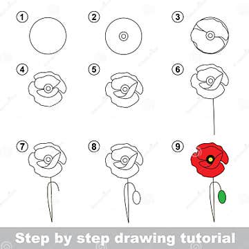 Drawing Tutorial. How To Draw a Poppy Stock Vector - Illustration of ...