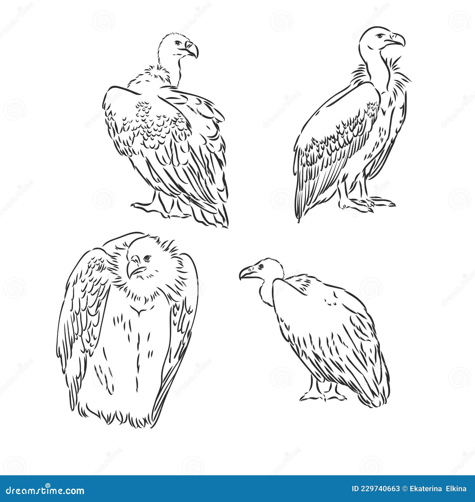 Drawing of Vulture by Line Vulture Vector Stock Vector - Illustration ...