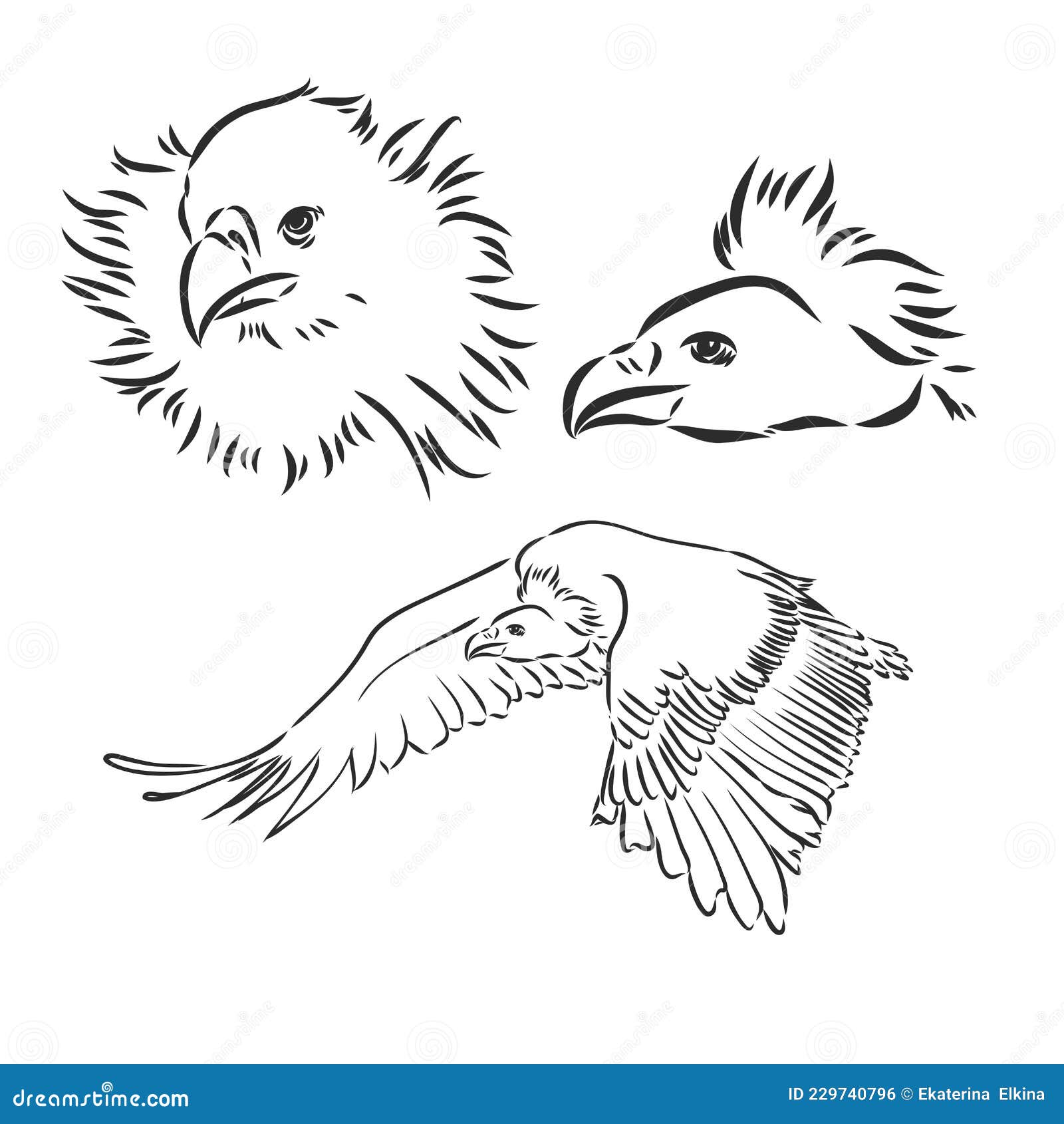 Drawing of Vulture by Line Vulture Vector Stock Vector - Illustration ...
