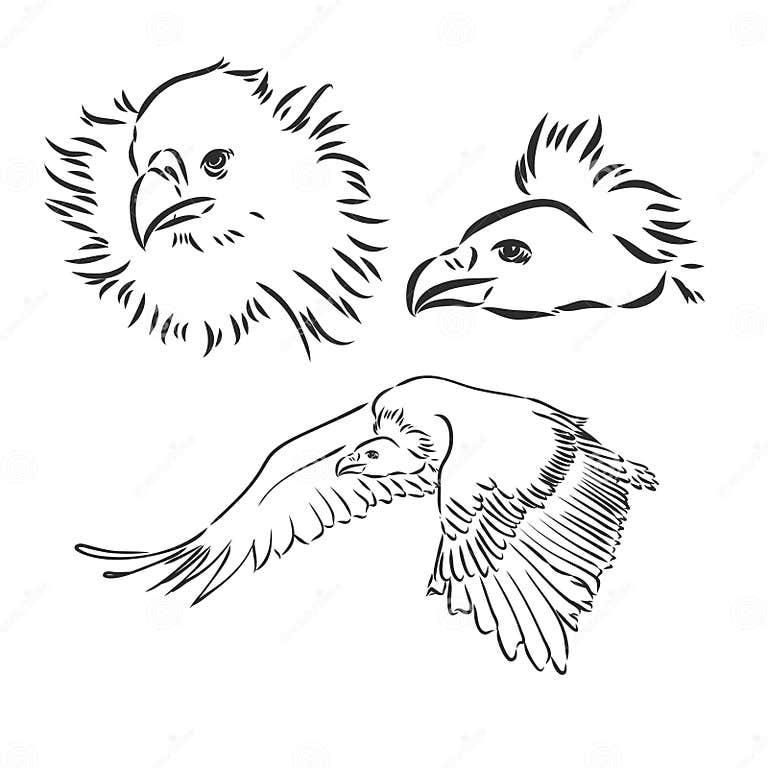 Drawing of Vulture by Line Vulture Vector Stock Vector - Illustration ...