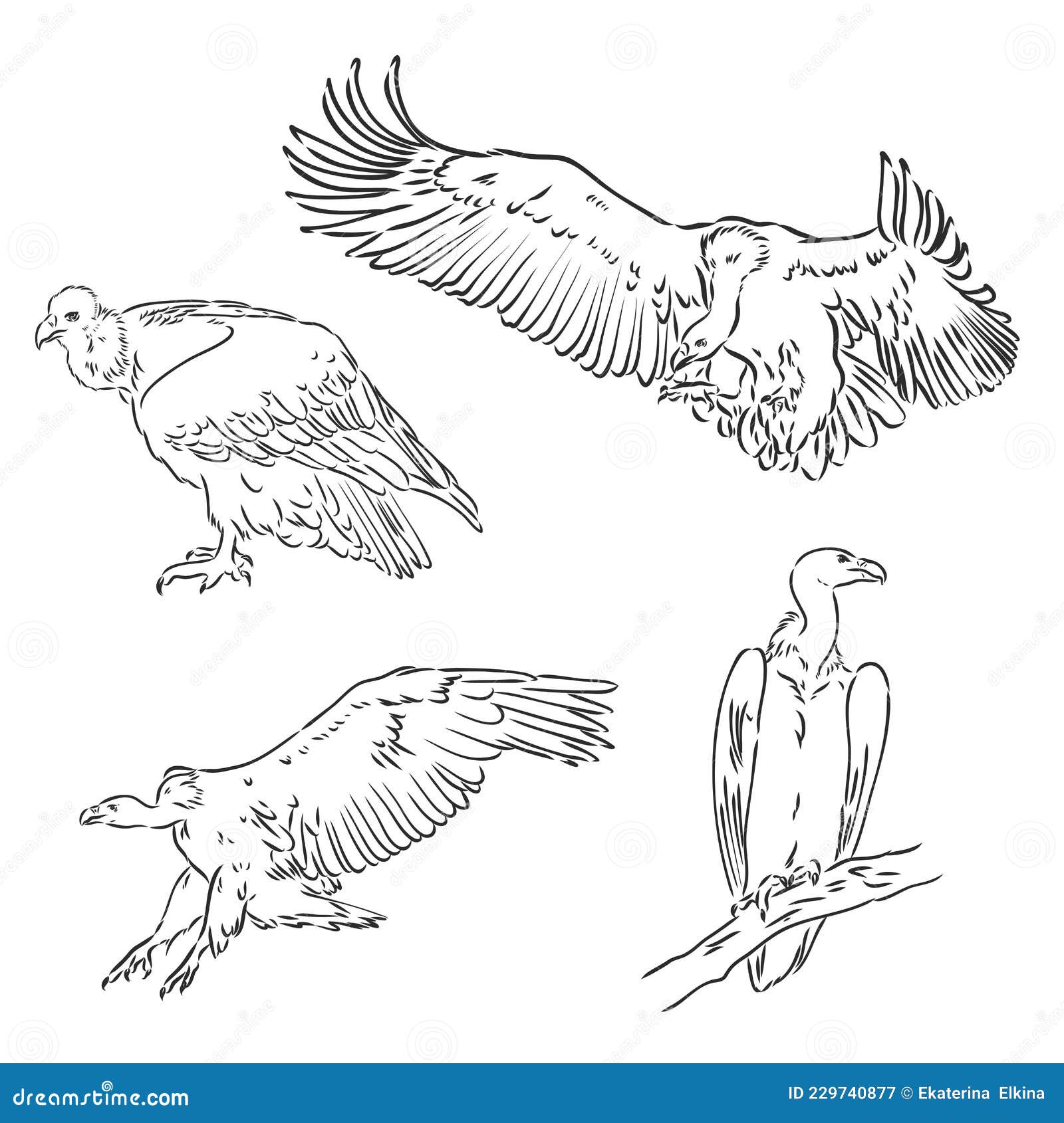 Drawing of Vulture by Line Vulture Vector Stock Vector - Illustration ...
