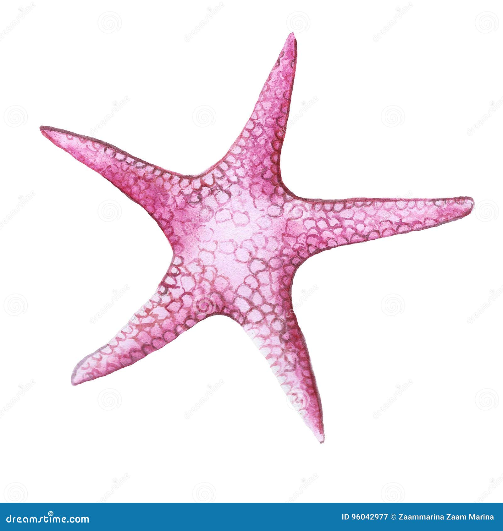 Echinoderms Stock Photography | CartoonDealer.com #48747608