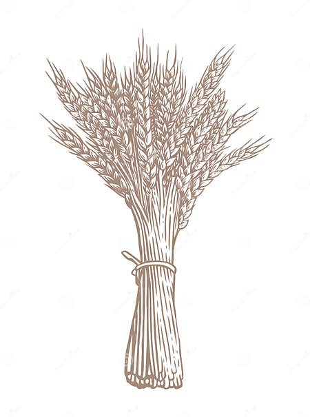 Drawing of wheat sheaf stock illustration. Illustration of drawing ...