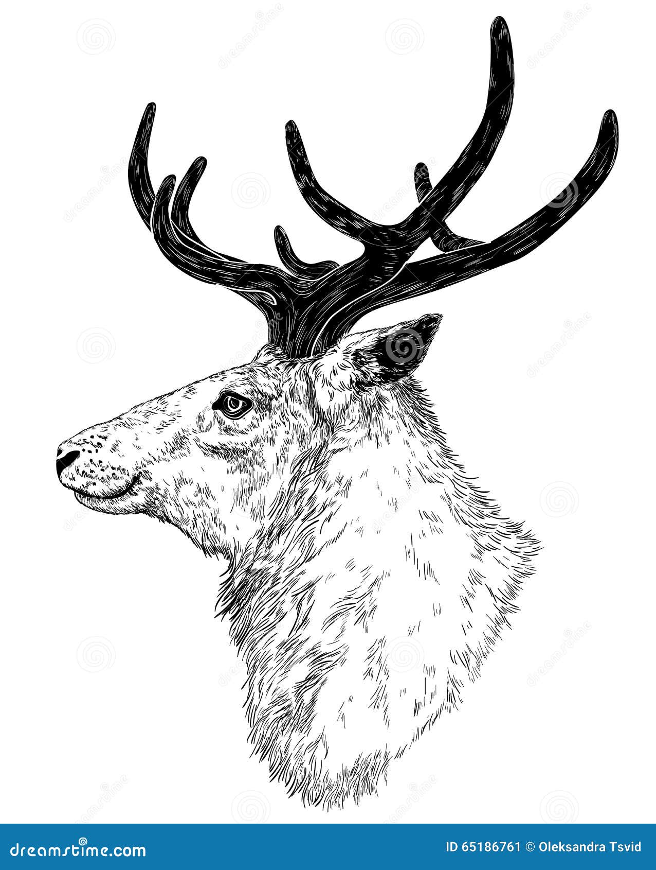 Drawing of wild deer stock vector. Illustration of nature - 65186761