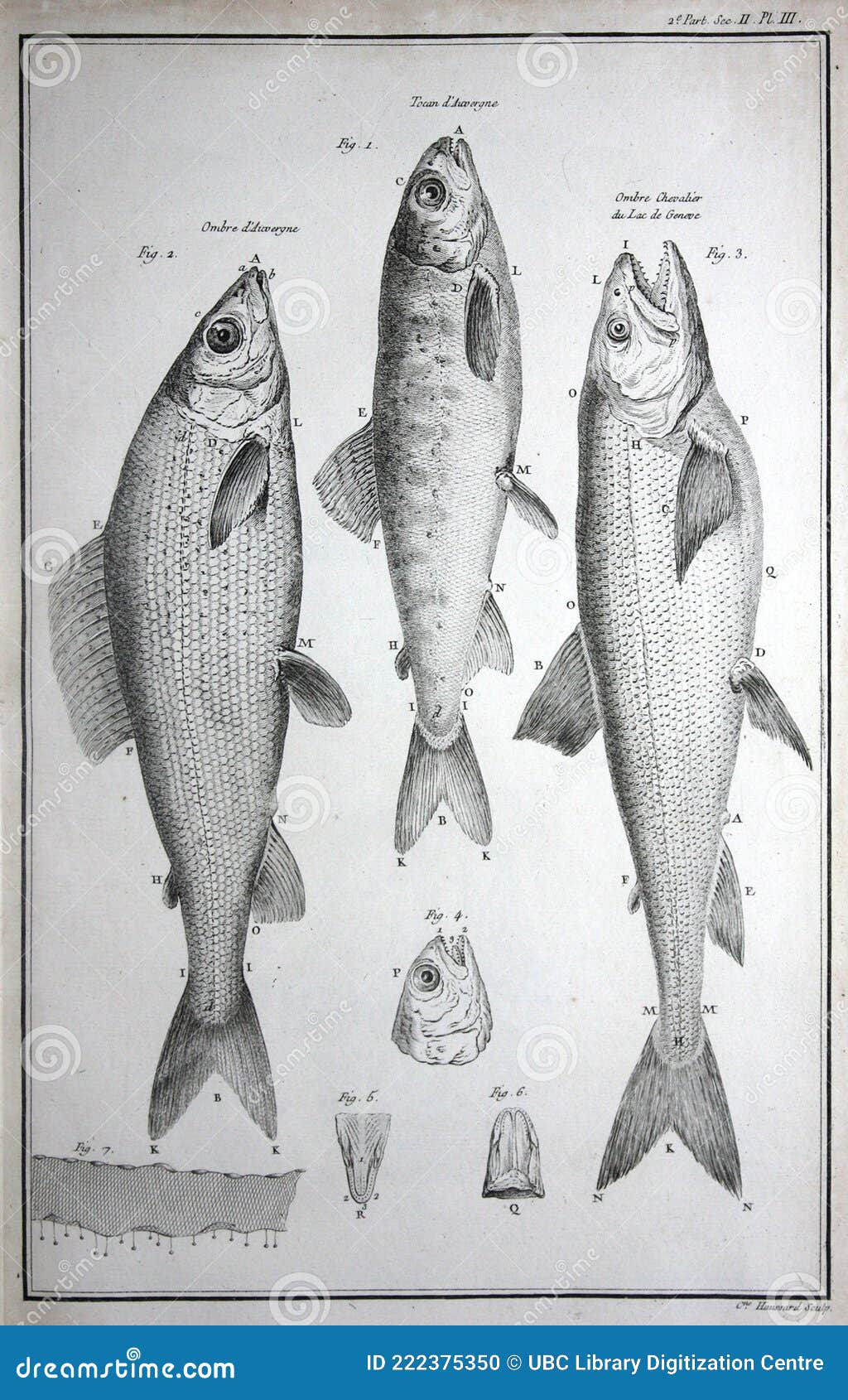 [Drawings Of Mud Minnows And Other Fish] Picture. Image: 222375350