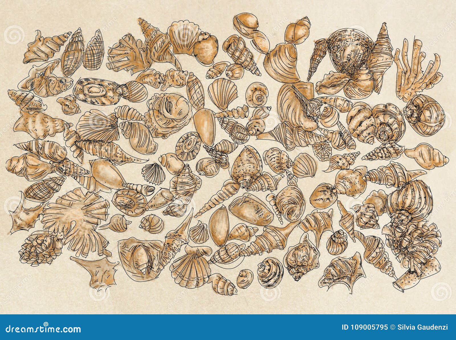 Drawings of Shells, Decoration of Seashells from the Beach Stock ...