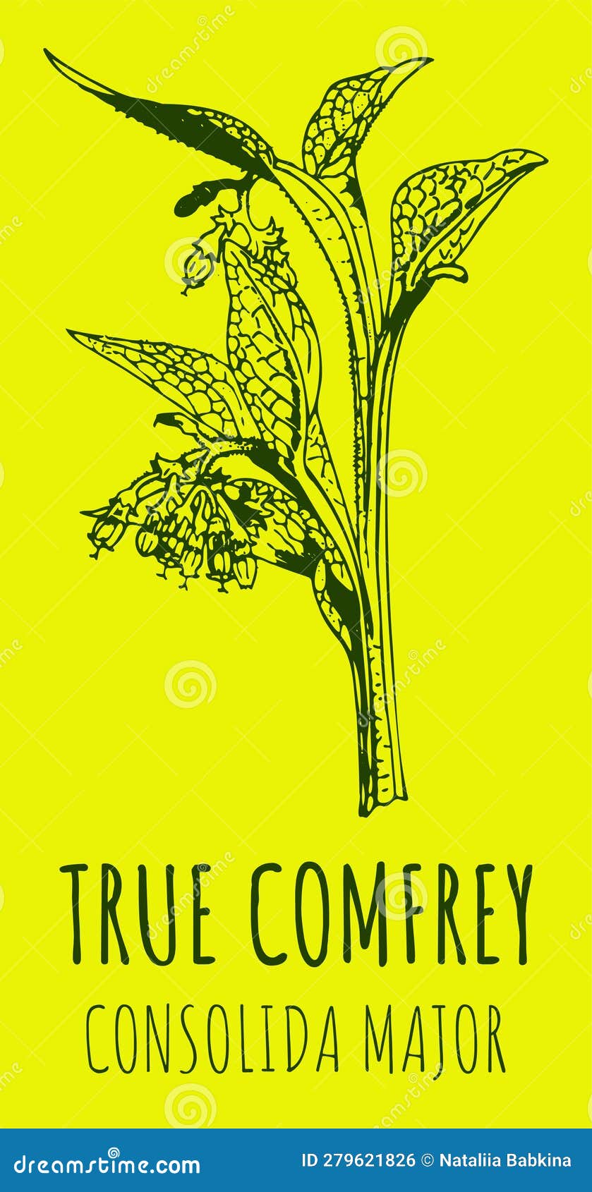 Common Comfrey Flower, Herbal Pencil Drawn Illustration Royalty-Free ...