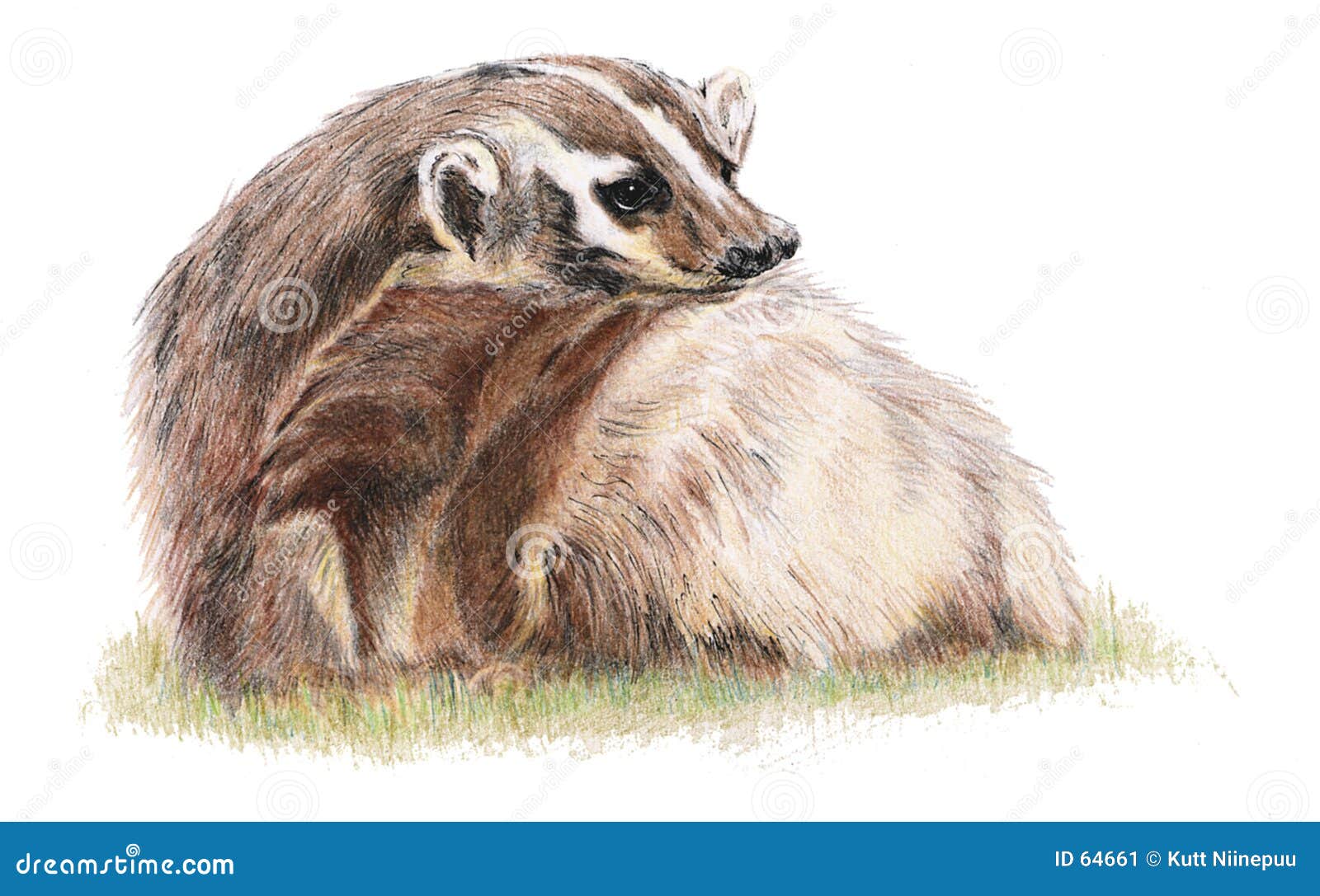 Drawn badger stock illustration. Illustration of badger - 64661