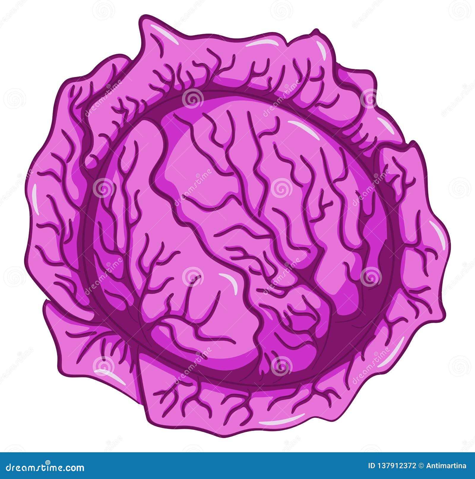 Drawn cartoon red cabbage stock vector. Illustration of vegetarian ...