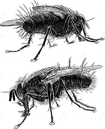 Drawn flies stock vector. Illustration of wildlife, graphic - 54396476
