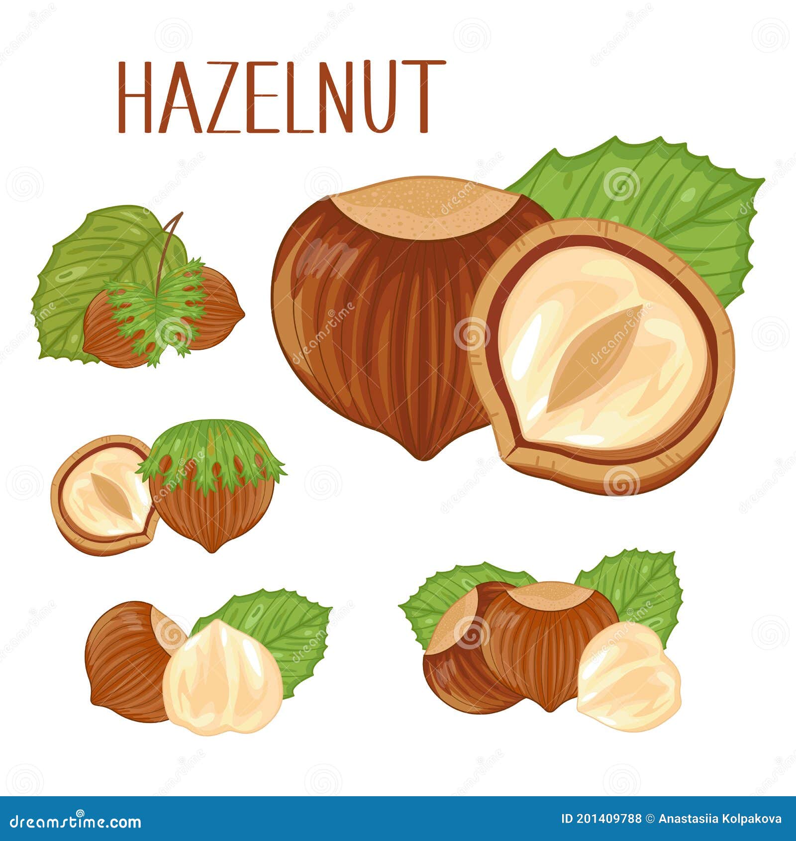 Set Of Different Hazelnuts. Hand Drawn Outline Vector Sketch ...