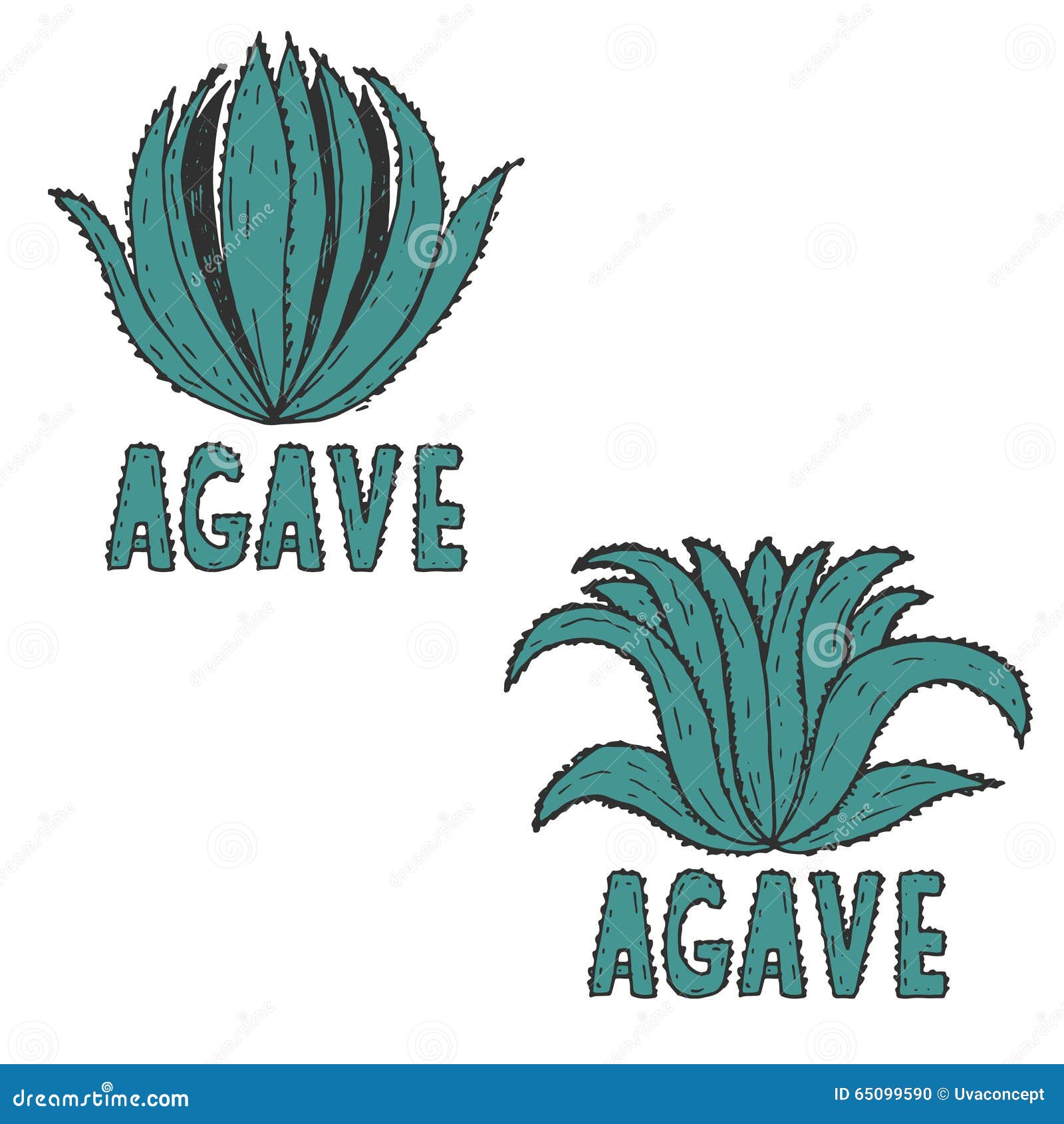 Drawn Illustration Template of Agave.Vector Stock Vector - Illustration ...