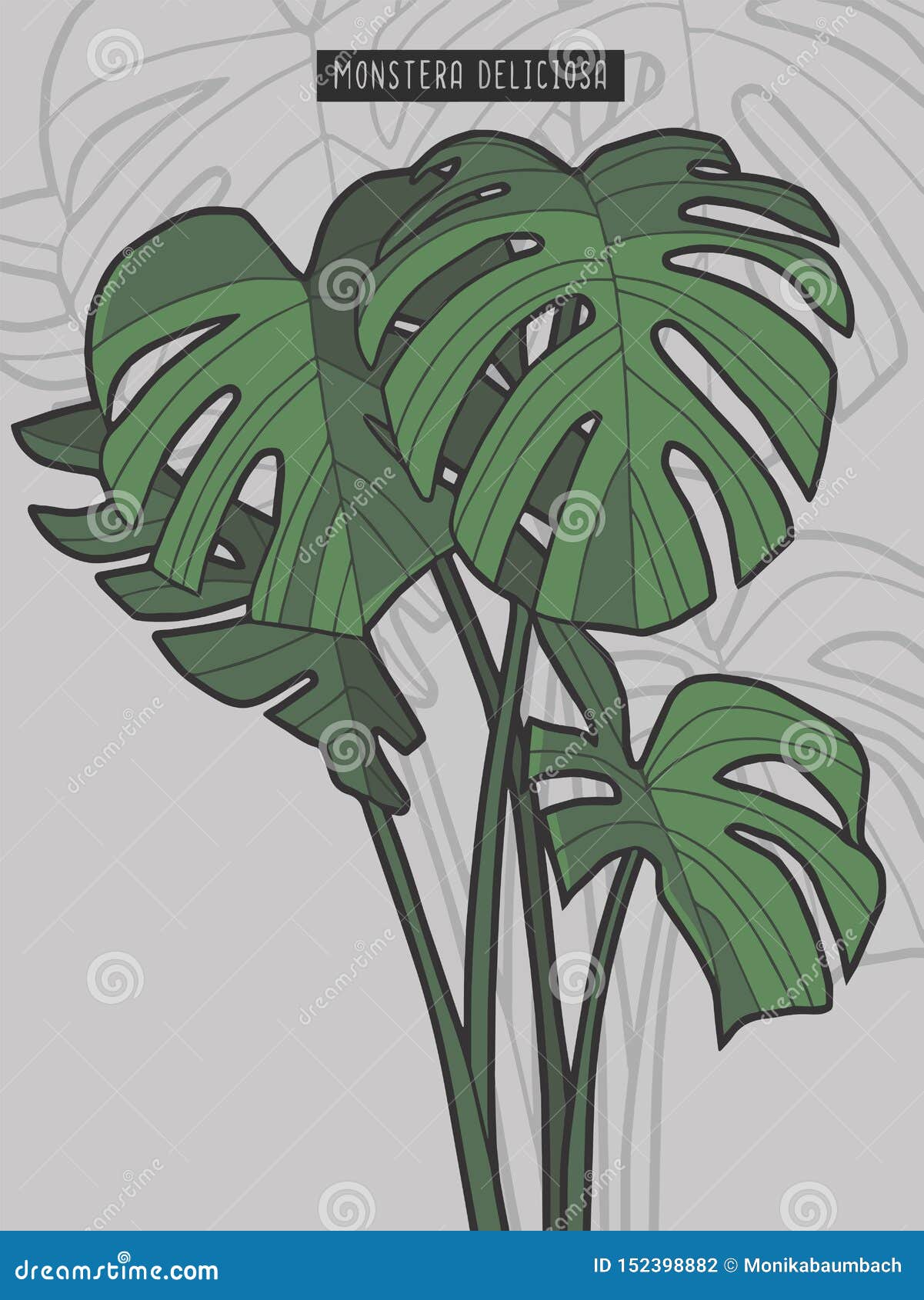 Drawn Monstera Deliciosa Tropical Windowleaf Plant Vector Illustration ... Drawn Monstera Deliciosa Tropical Windowleaf Plant Vector Illustration ...