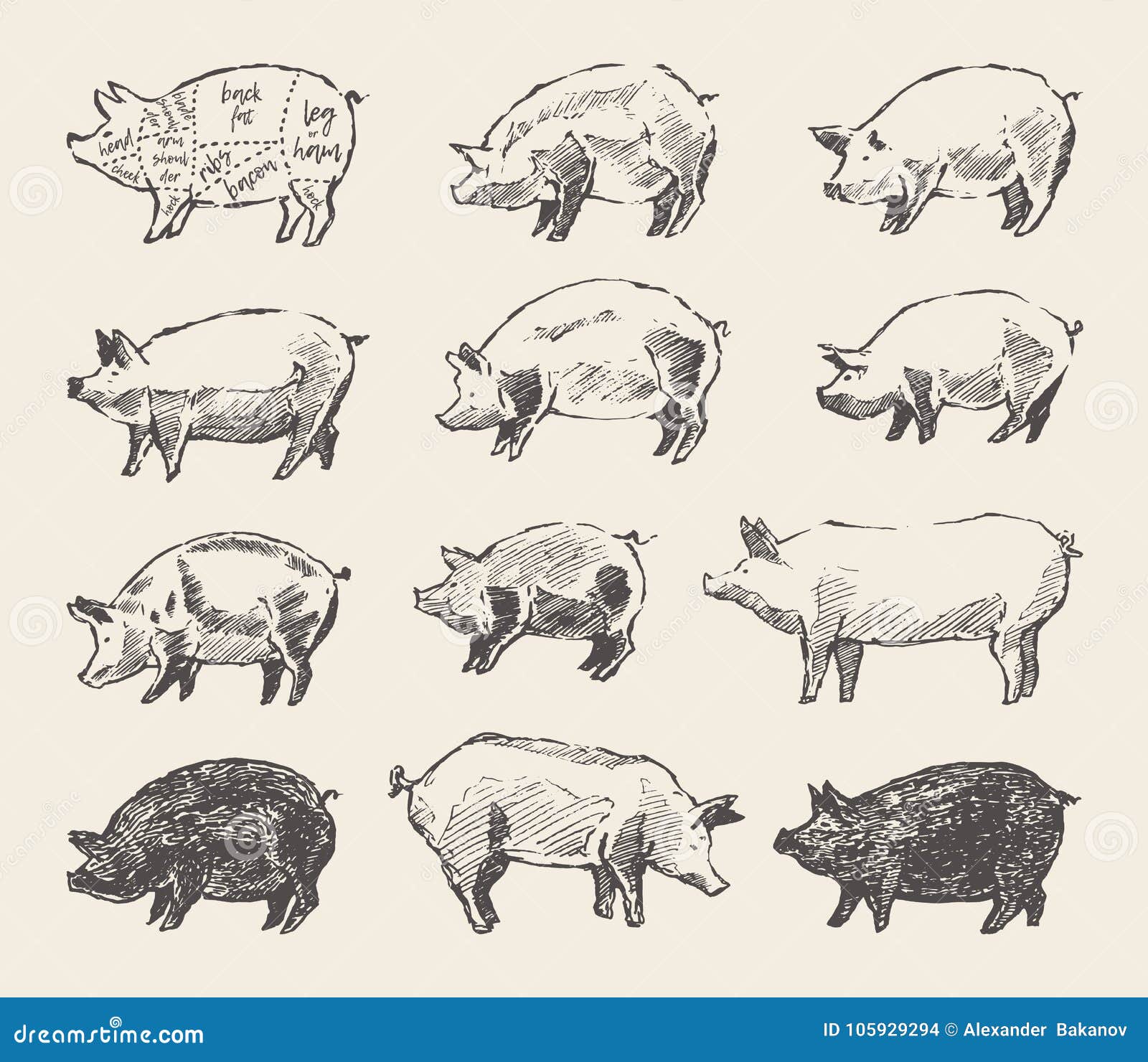 Vector Set Of Pigs In Different Poses. Cute Farm Animal With Pink Skin ...