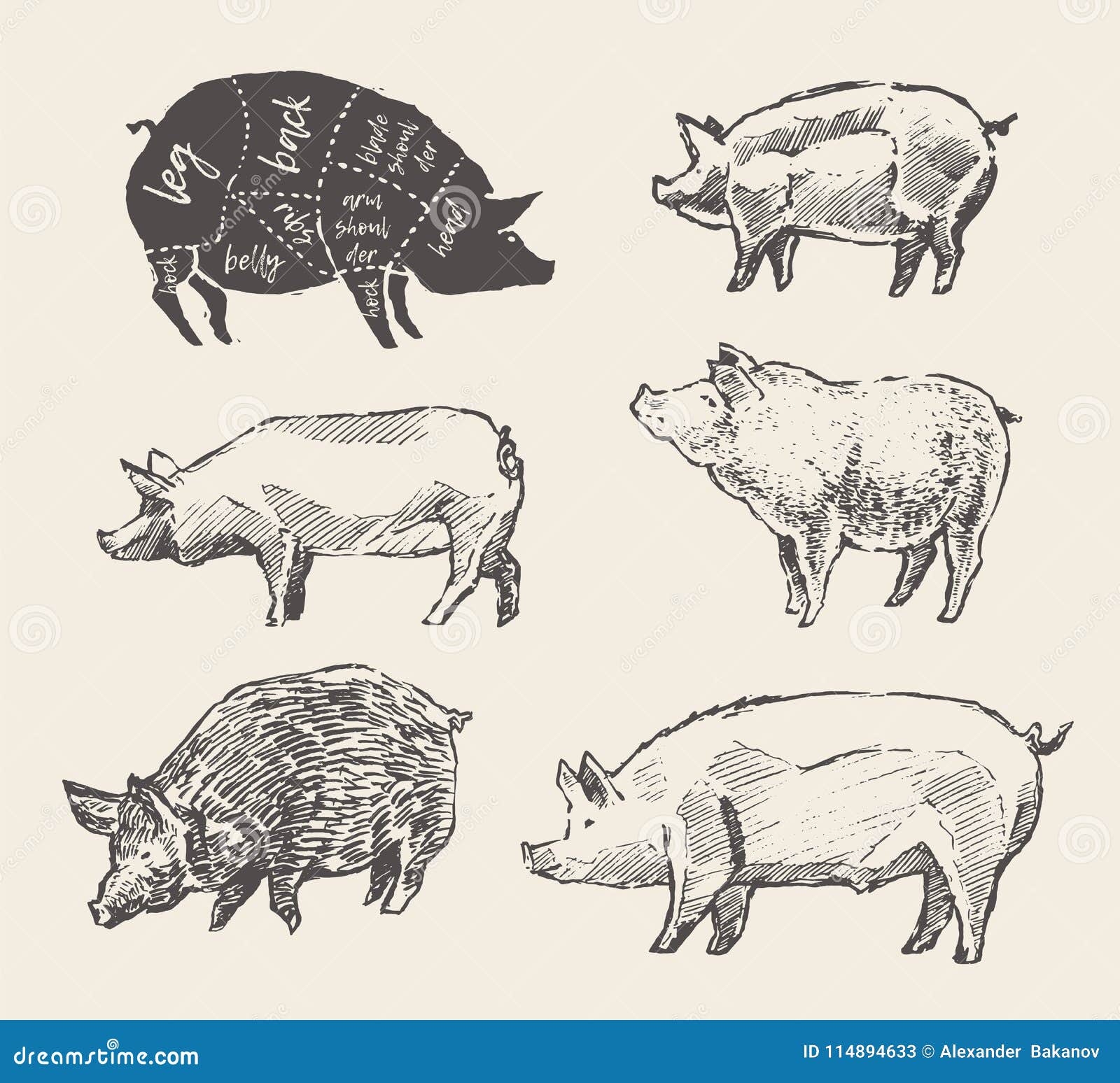 Vector Set Of Pigs In Different Poses. Cute Farm Animal With Pink Skin ...