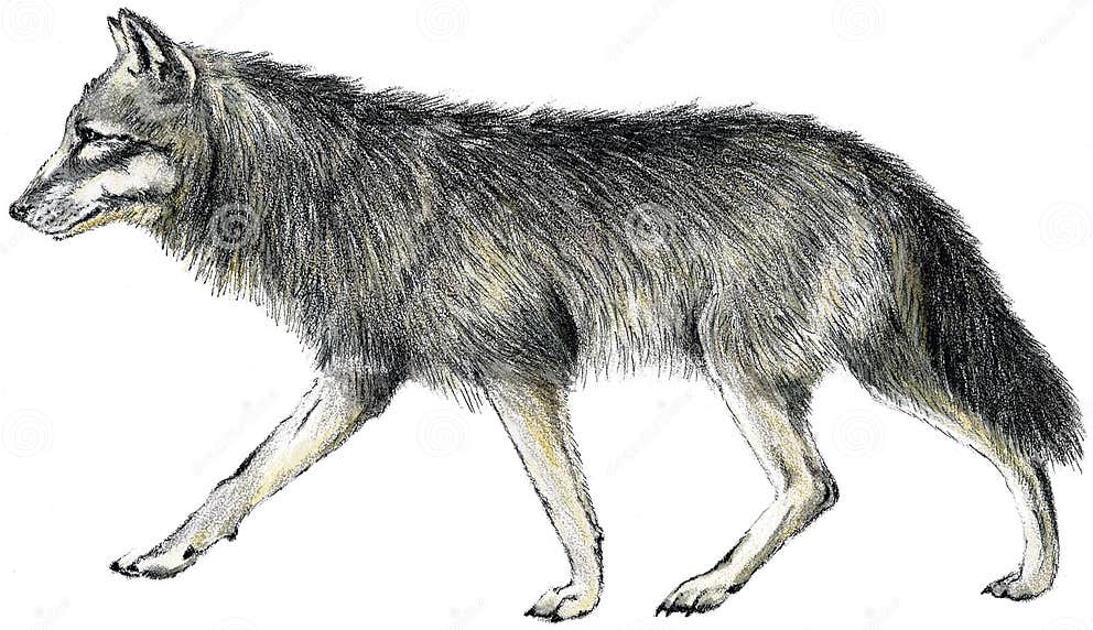Drawn wolf stock illustration. Illustration of crayon, drawn - 64662