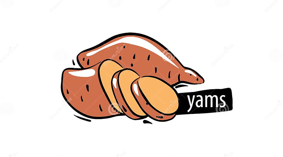 Drawn Yam Isolated on a White Background Stock Vector - Illustration of ...