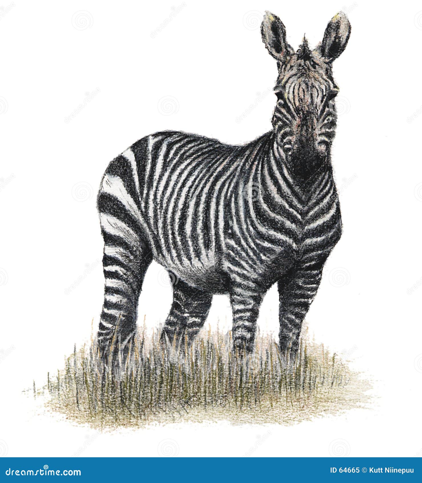 Drawn zebra stock illustration. Illustration of striped - 64665