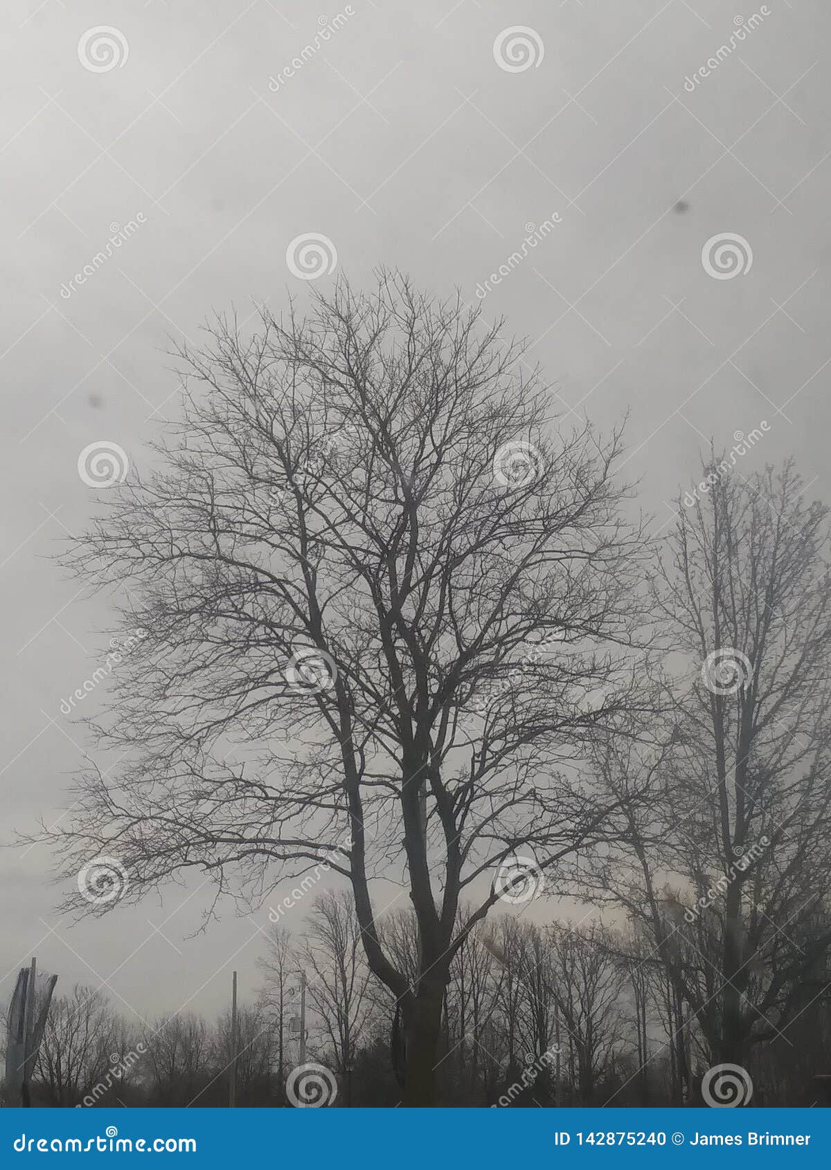 Dread Slender Tree stock photo. Image of woods, dread - 142875240
