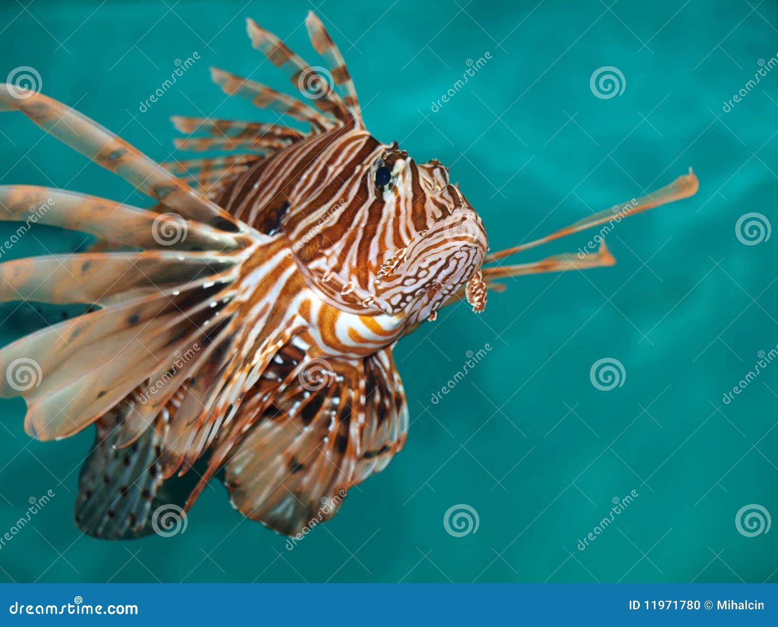 Dreadful fish stock photo. Image of danger, frightful - 11971780