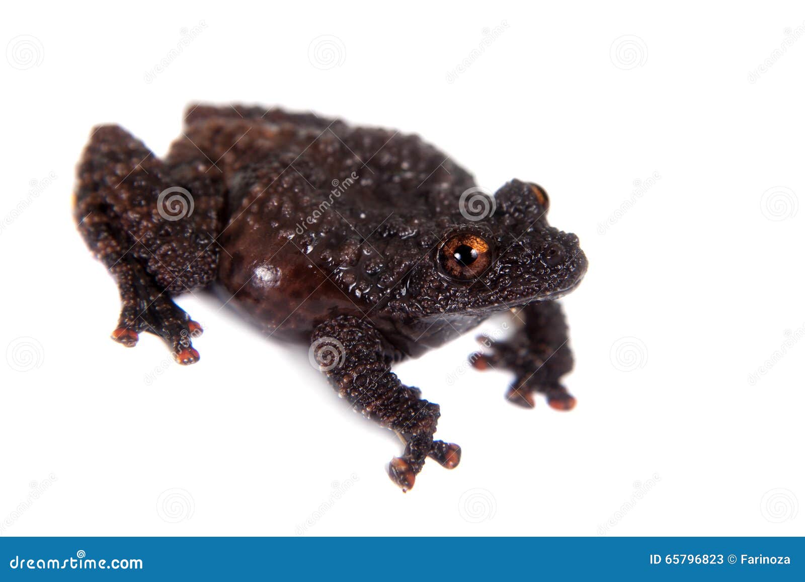 Dreadful Mossy Frog, Theloderma Horridum, on White Stock Image - Image ...
