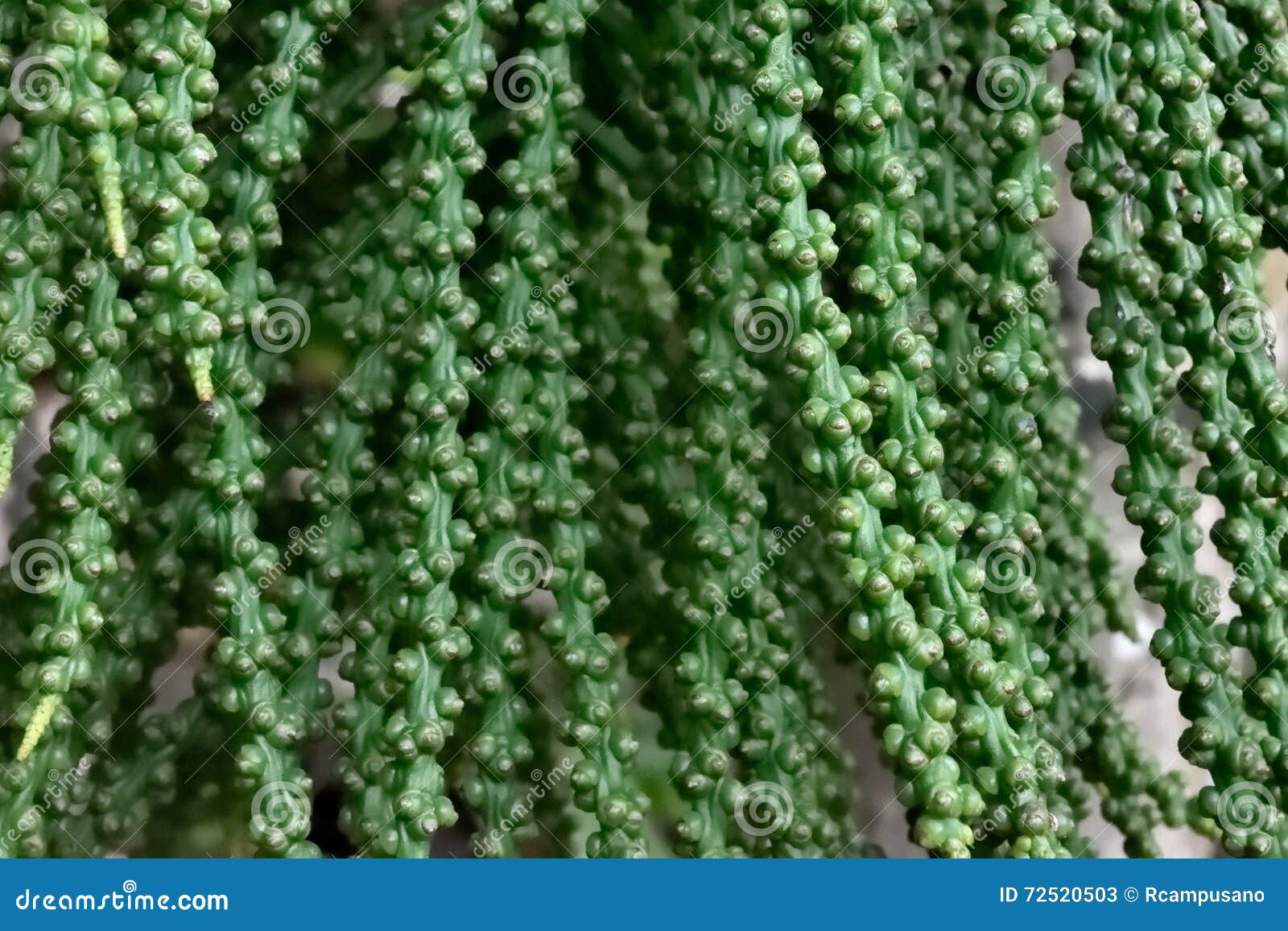 Dreads Palm Trees Photos - Free & Royalty-Free Stock Photos from Dreamstime