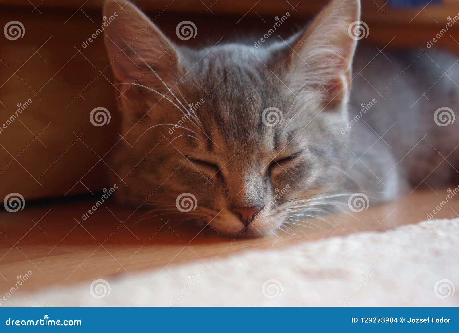 Dream of cat stock photo. Image of cateyes, dream, lunch - 129273904
