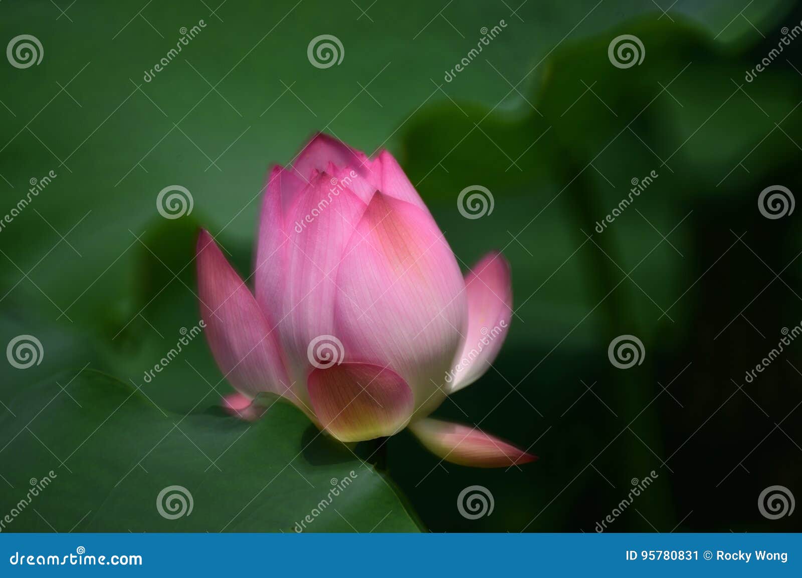 A dream feel lotus flower stock image. Image of flower - 95780831