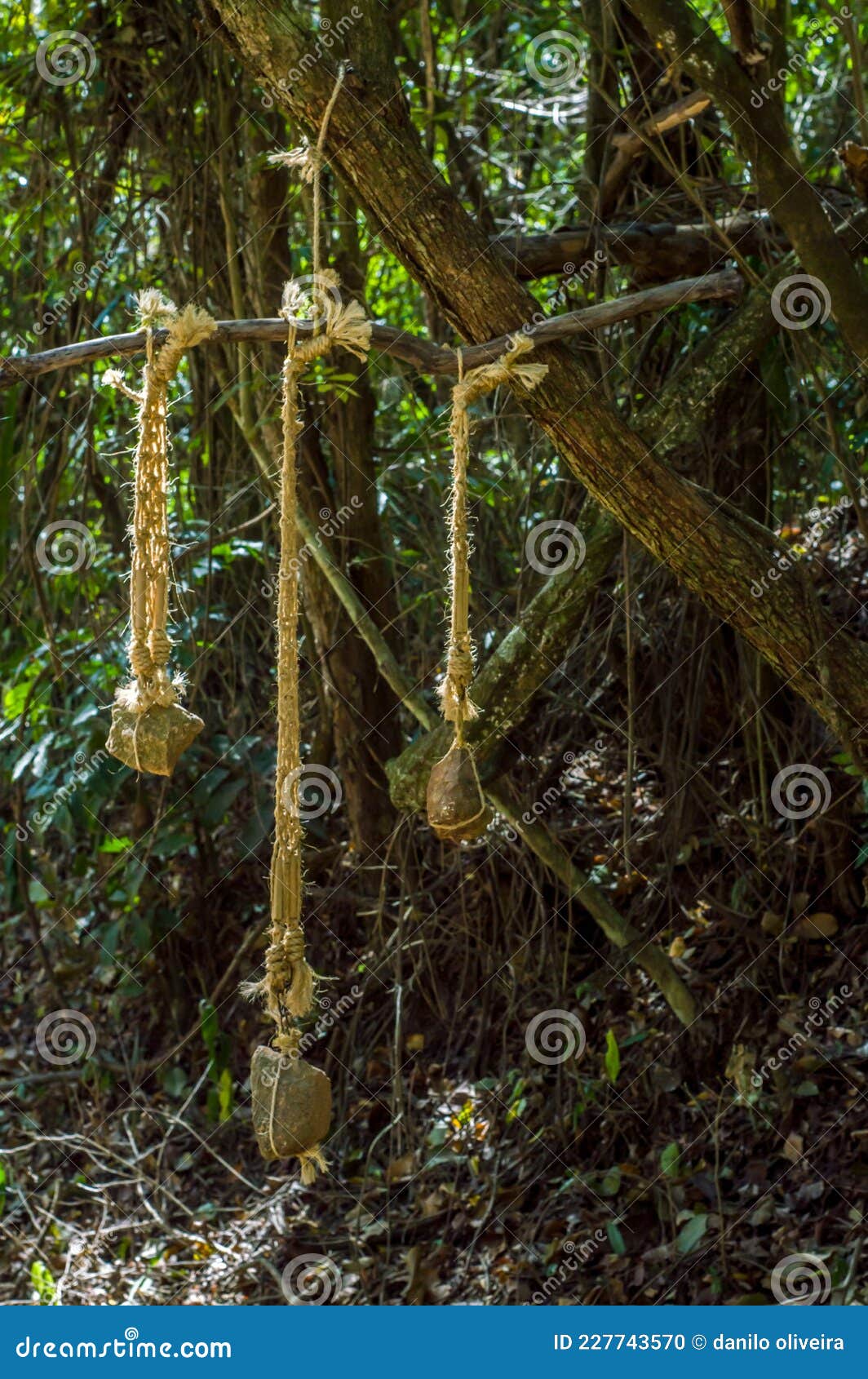 Dream Filter Made on a Tree in the Forest Stock Photo - Image of tree ...