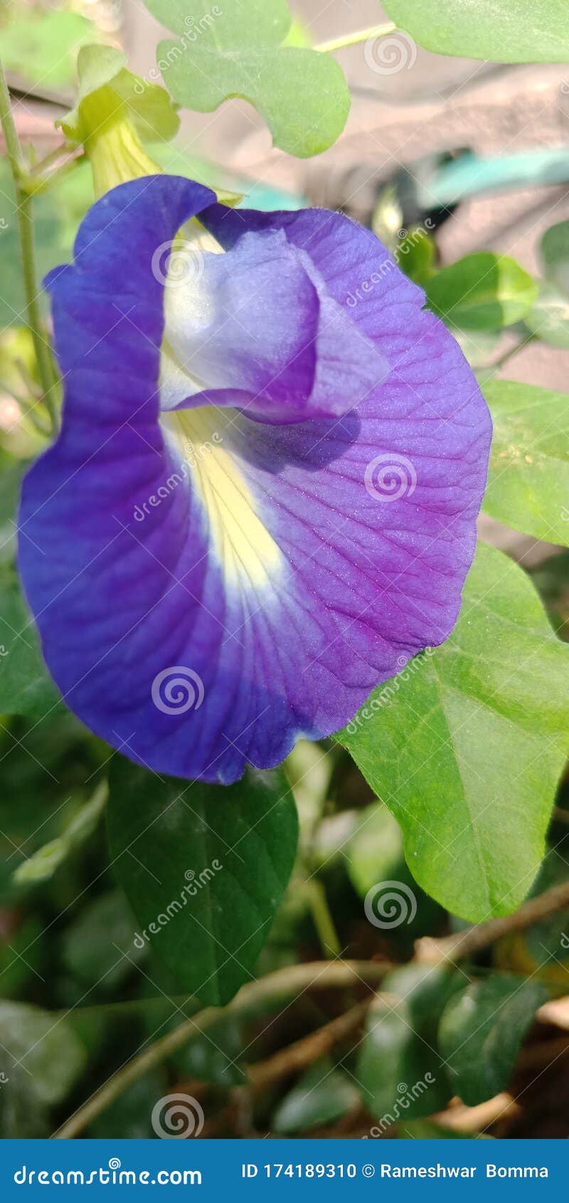 Dream Flower 5 stock photo. Image of dream, blue, shiva - 174189310