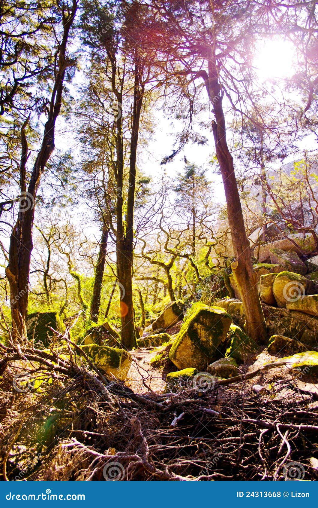 Dream forest stock photo. Image of pathway, forest, portugal - 24313668
