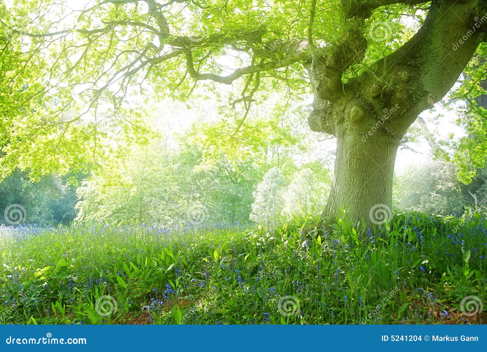 Dream forest stock photo. Image of white, dreamy, flowers - 5241204