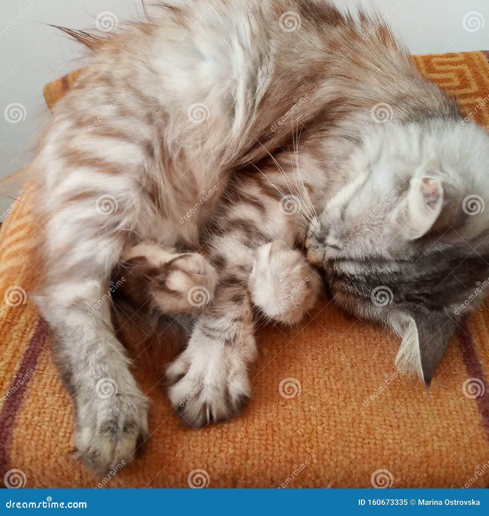 Dream of kitty stock image. Image of sleep, grey, kitty - 160673335