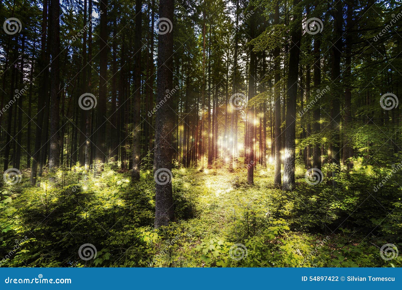 Dream scene magic forest stock photo. Image of trees - 54897422