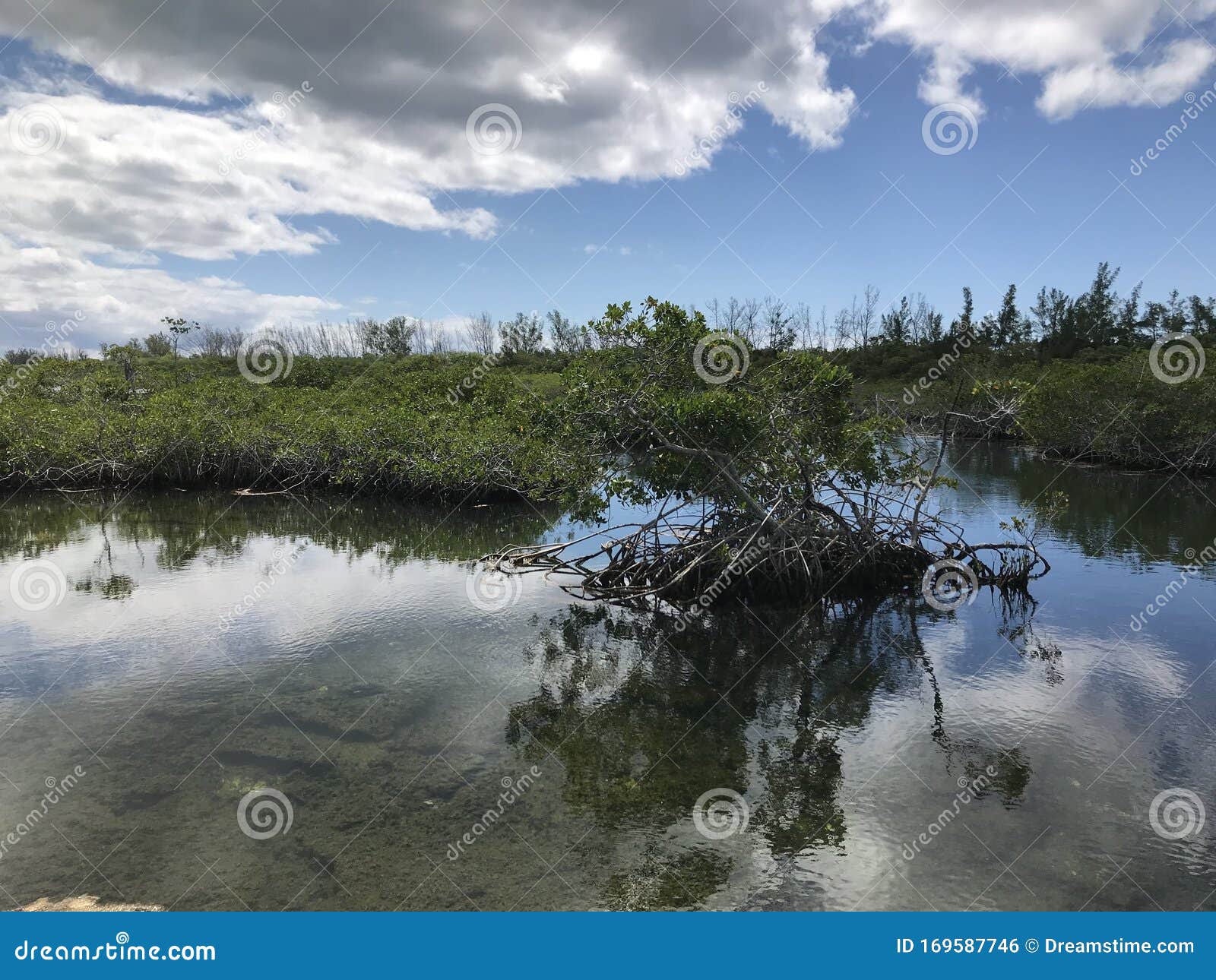Beautiful Mangrove of the Bahamas Stock Photo - Image of fine, setting ...