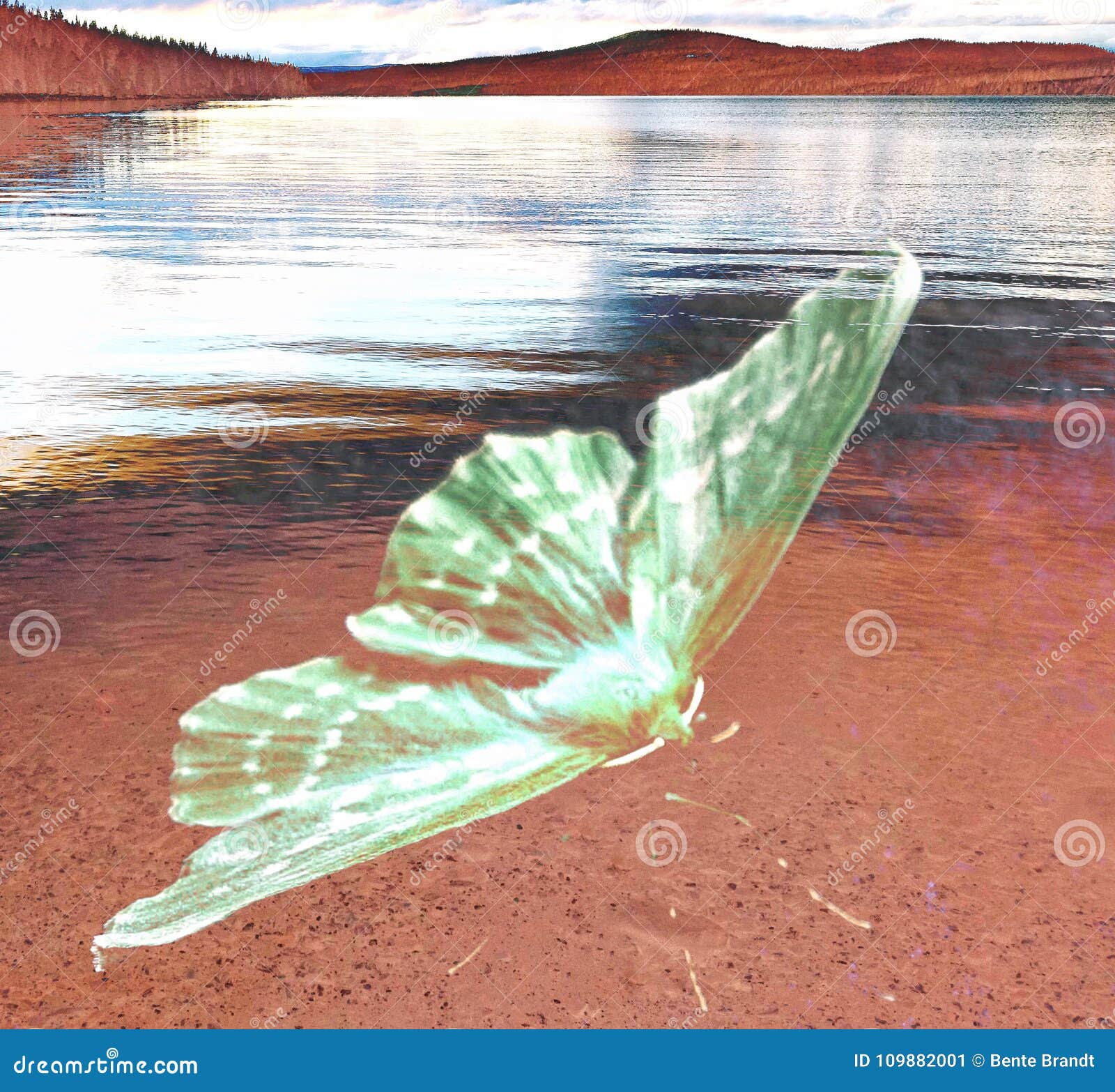 Moth on beach stock image. Image of moth, dream, beach - 109882001