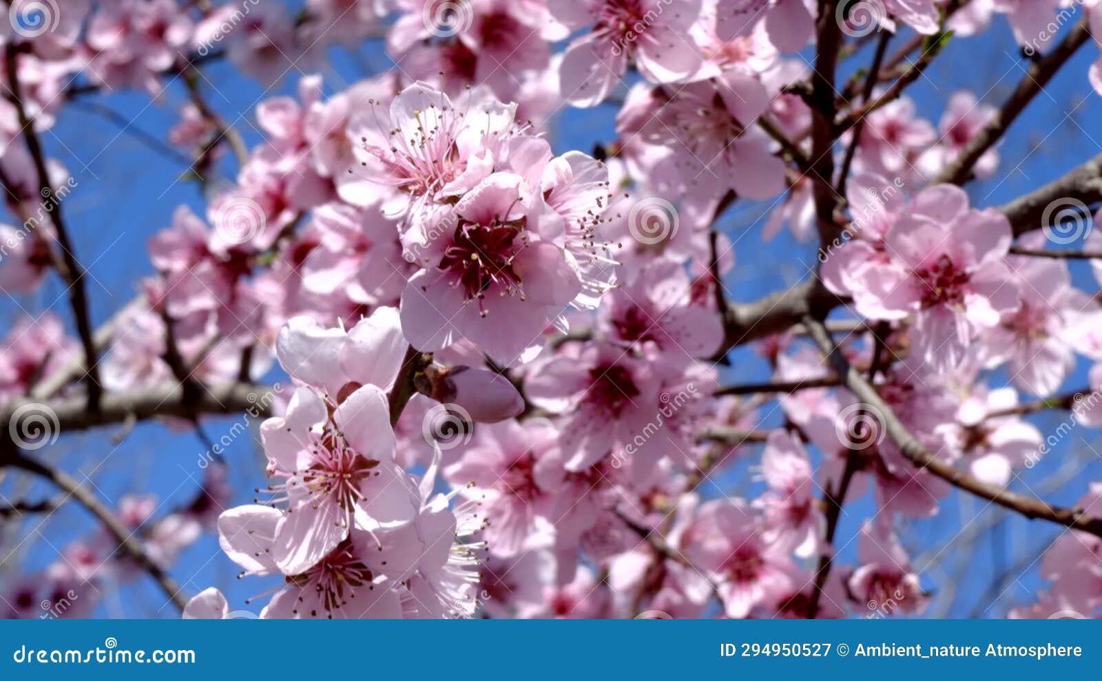 A Dream of Spring, the Cherry Blossoms in All Their Splendor Stock ...