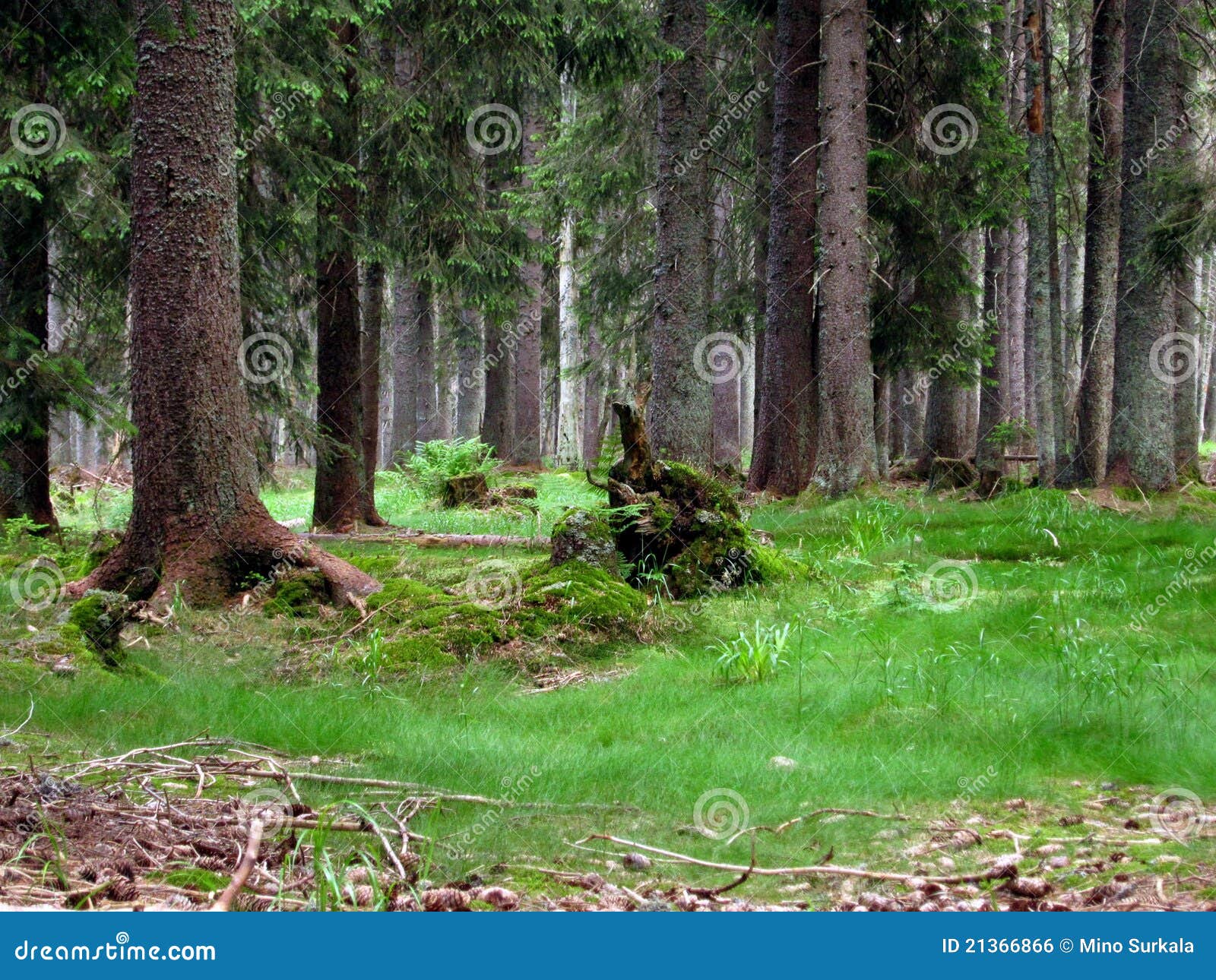 Dream Sumava Forest stock photo. Image of czech, wood - 21366866