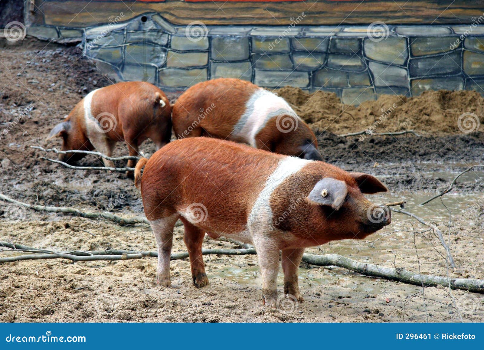 Dream Team stock image. Image of ringtailed, hale, slaughter - 296461