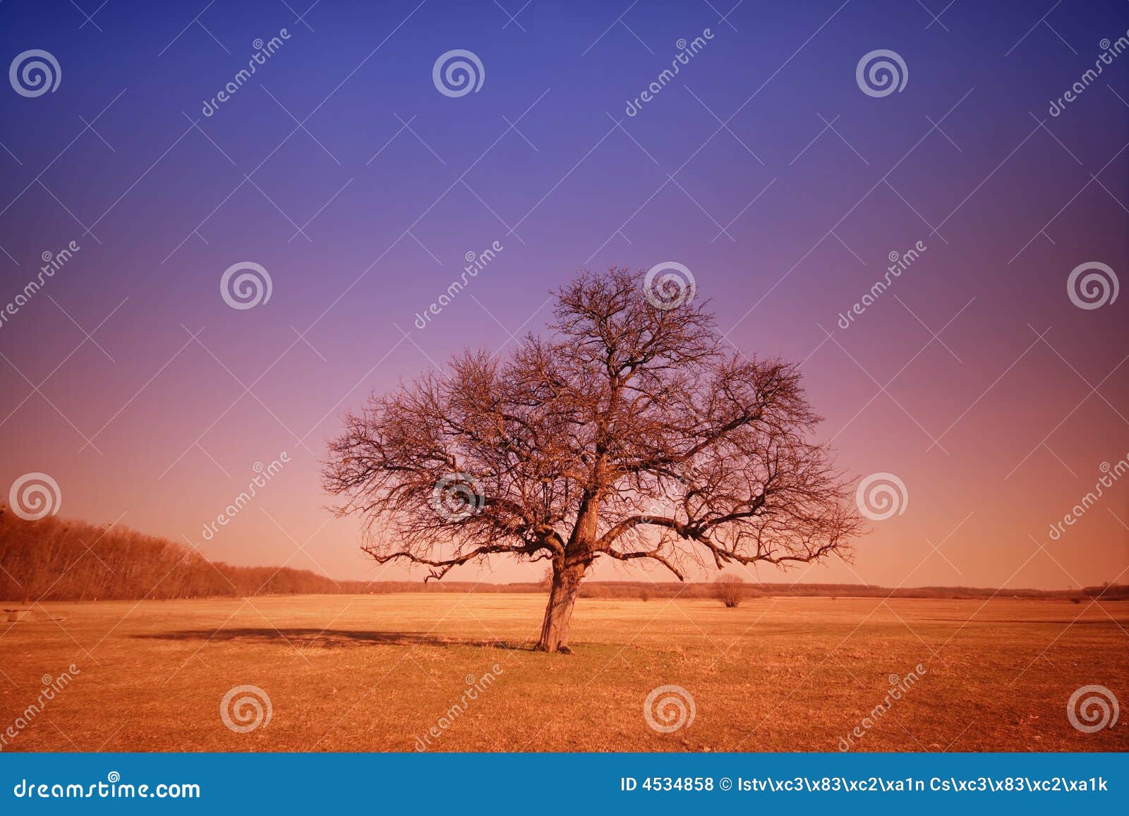 Dream tree stock photo. Image of wonderful, sunset, wonder - 4534858