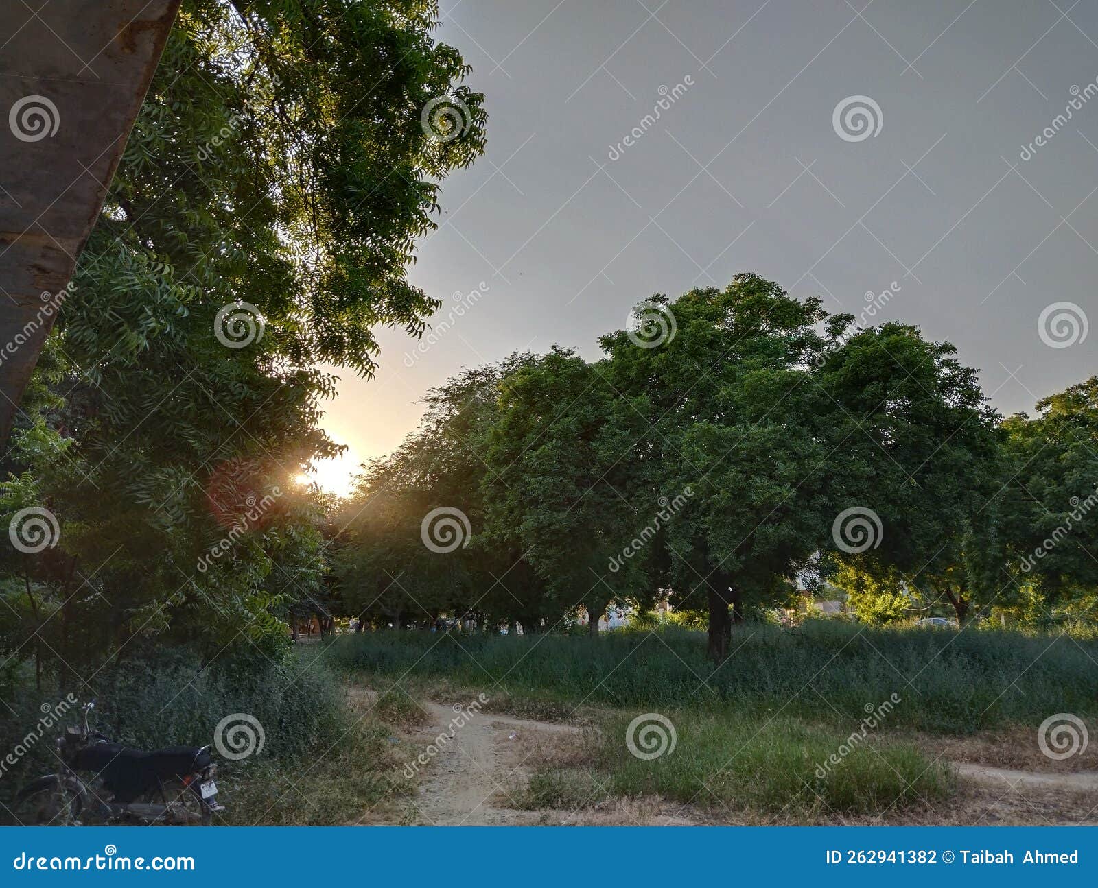 Dream Way Look Amazing and Awesome Stock Photo - Image of lawn, flower ...