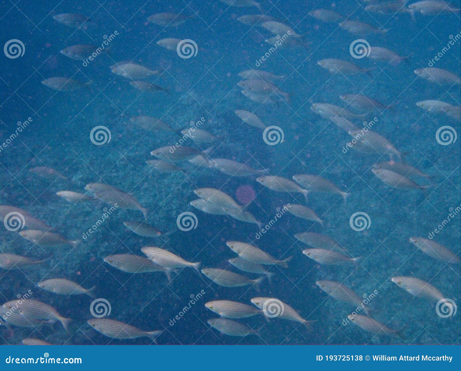 Dreamfish stock photo. Image of oceans, ocean, blue - 193725138