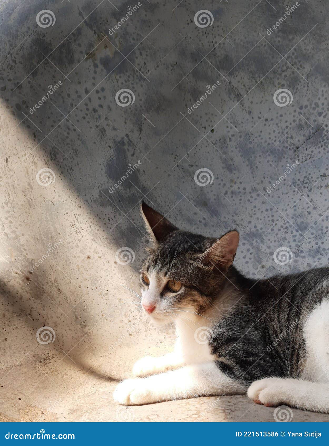 Dreaming Cat with a Blank Stare Stock Photo - Image of wildcat, blank ...