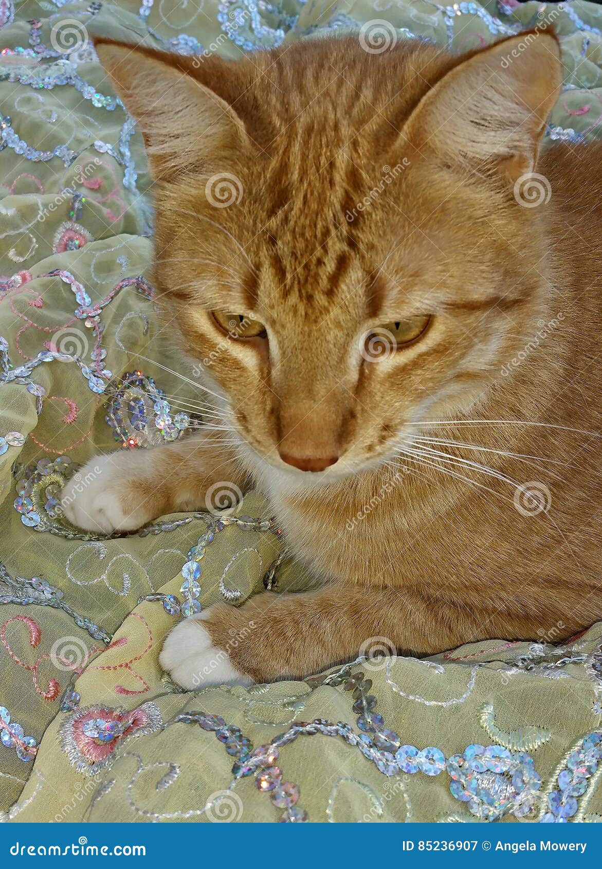 Dreaming Cat stock image. Image of yellow, sequin, sari - 85236907