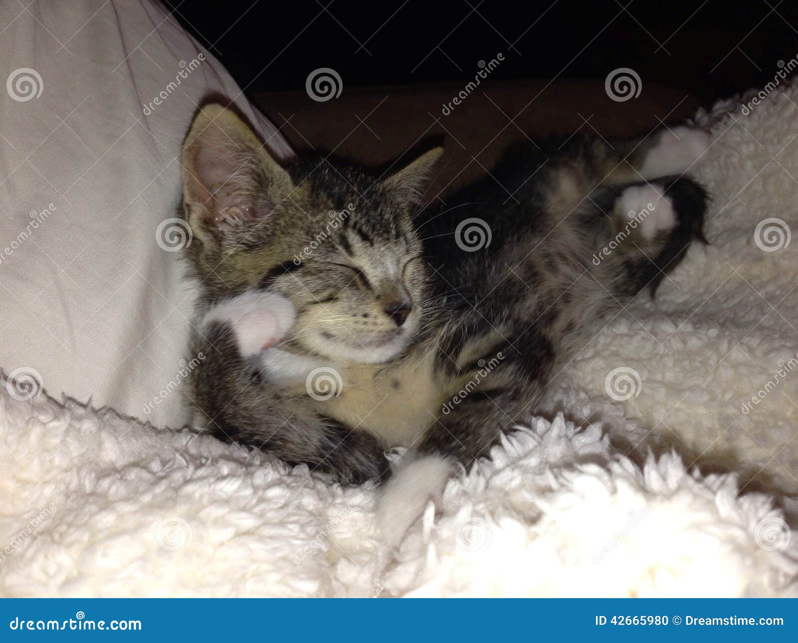 Dreaming Kitten stock photo. Image of cute, relaxed, kitten - 42665980