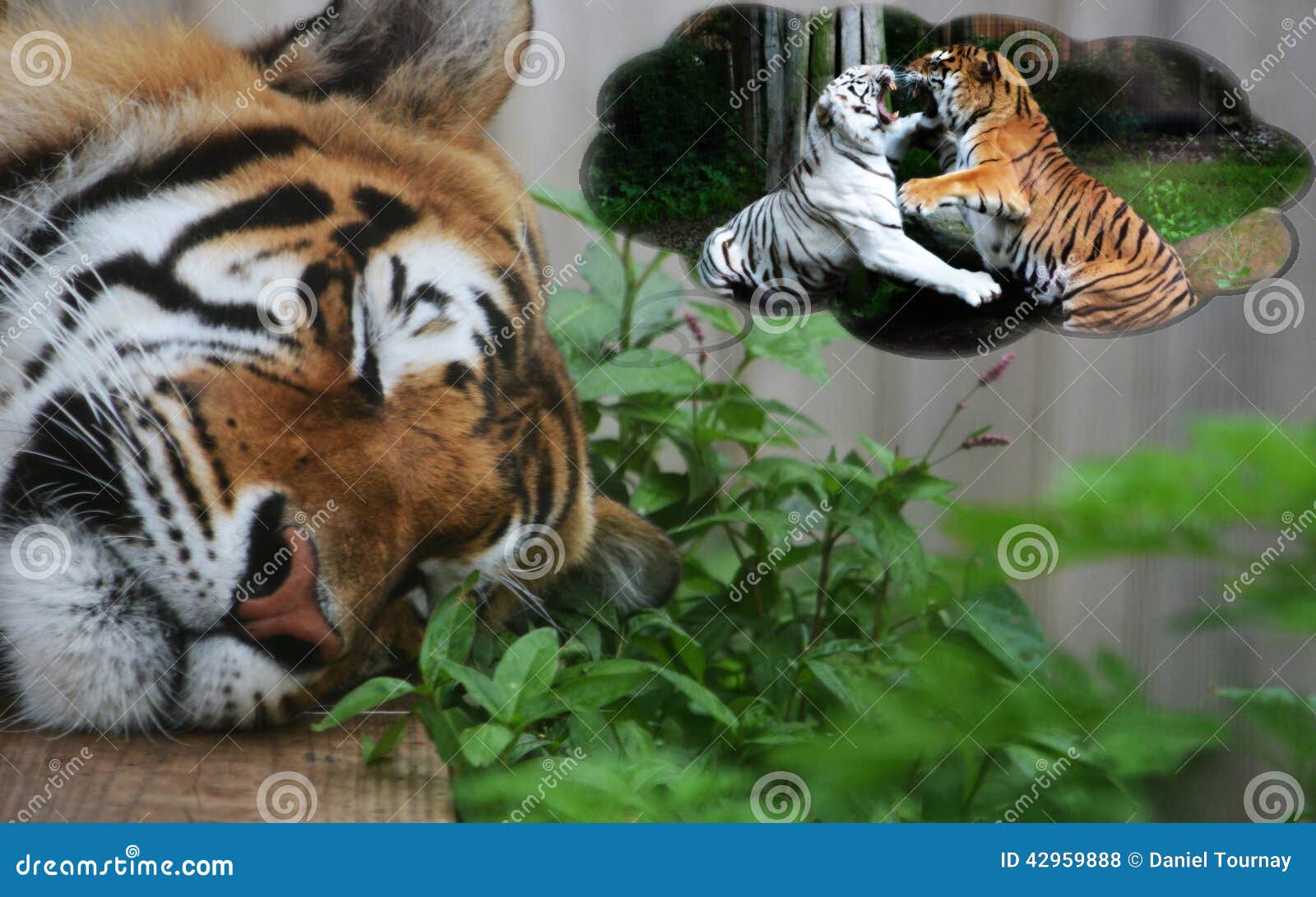 Dreaming tiger stock photo. Image of tiger, nature, stormchaserd - 42959888